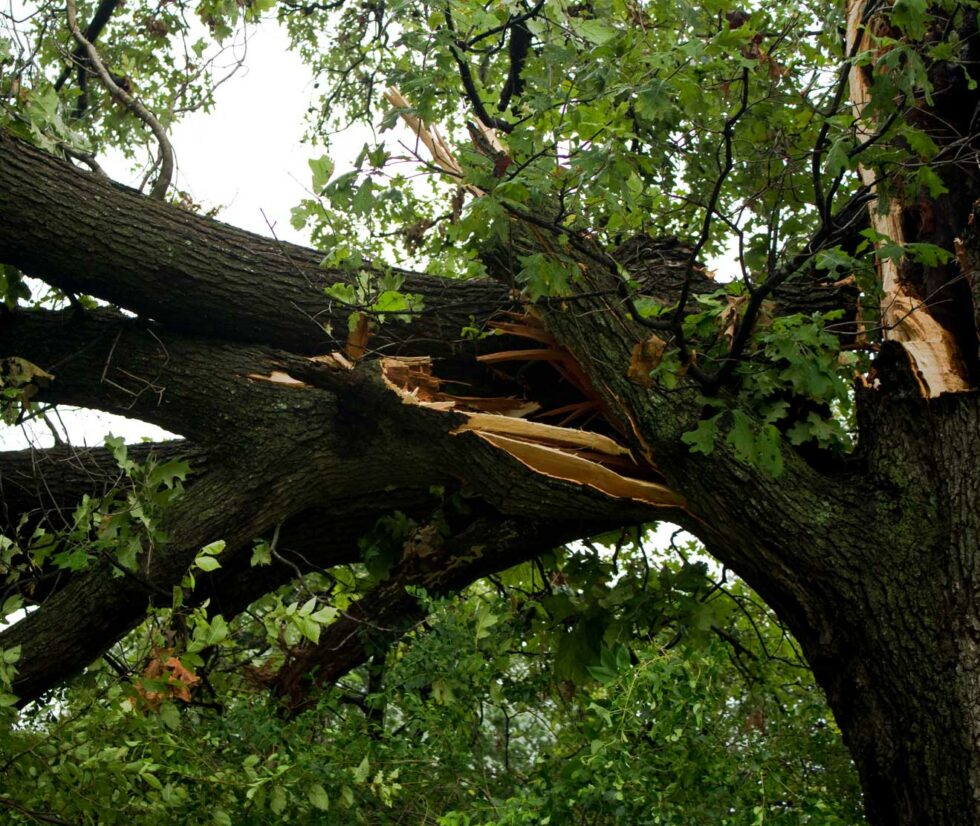 Large and Dangerous Trees | Patrick Musser Tree Services