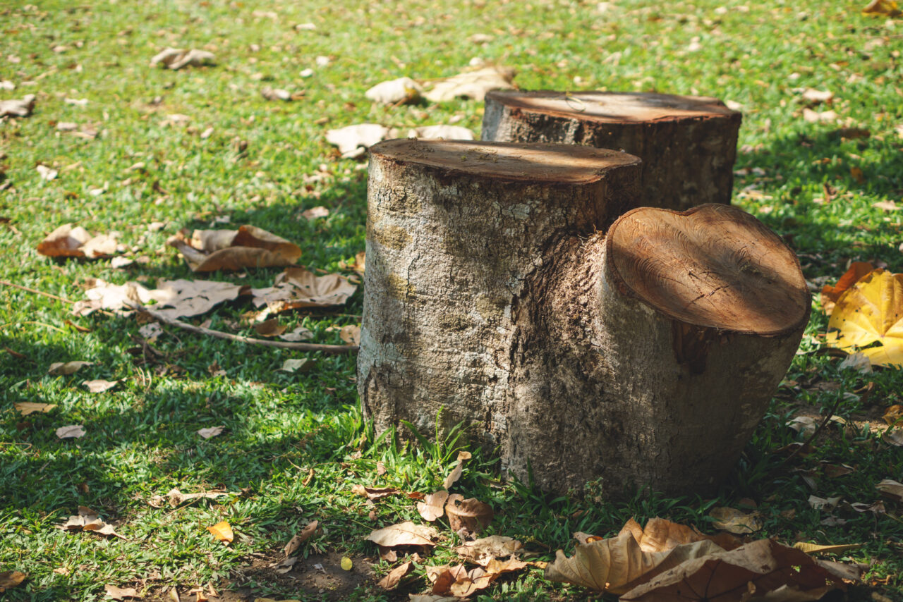 Tree Stump Removal Methods: Grinding vs. Excavation