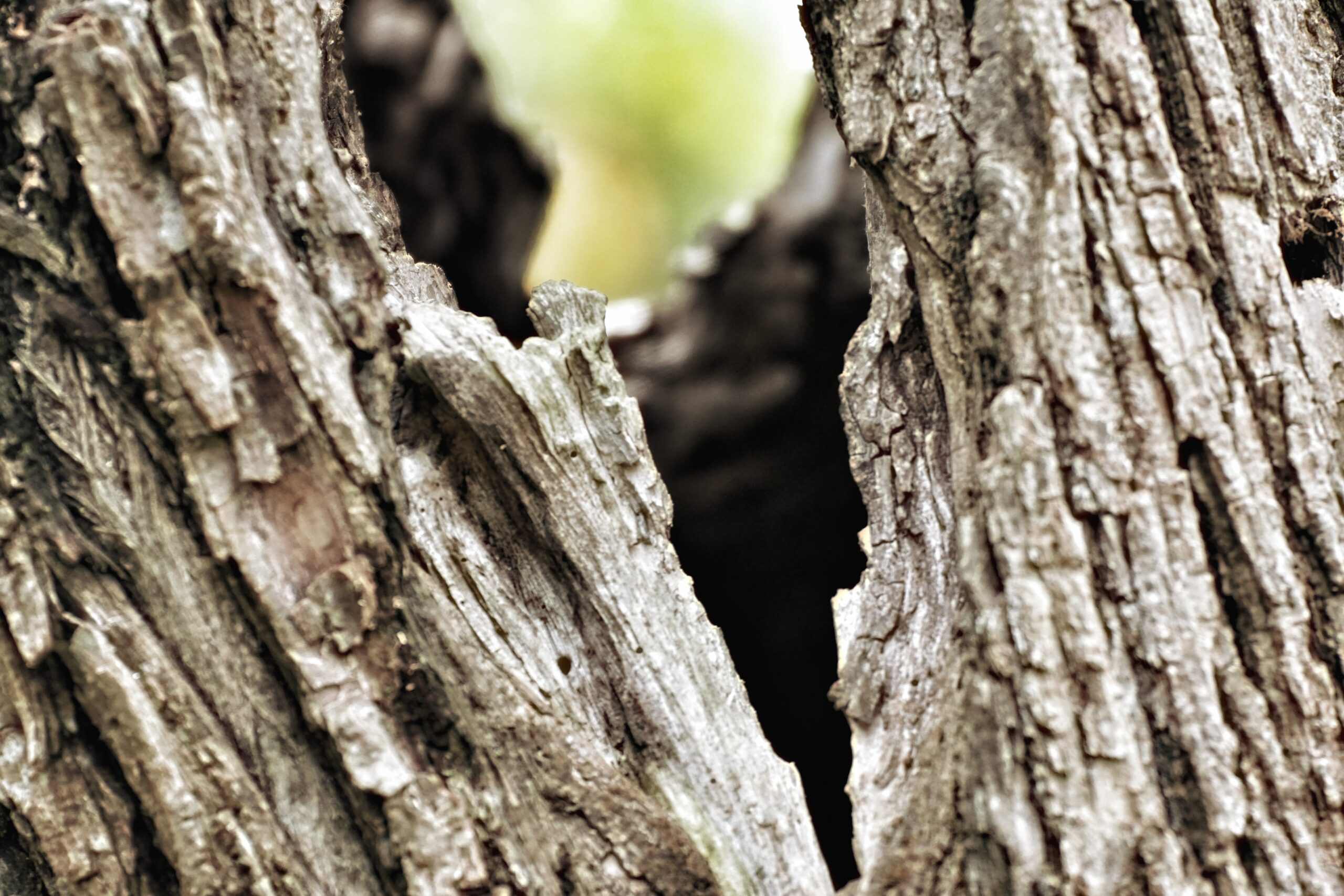 What to Do When a Tree Splits Down the Middle